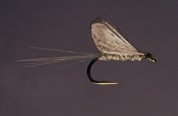 Ken Iwamasa - #20 No Hackle Gray Drake - Spinoza Rod Company