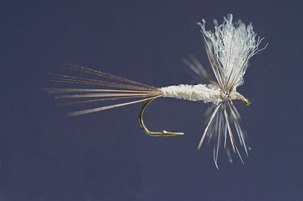 Iwamasa, Ken - Light Cahill - Spinoza Rod Company